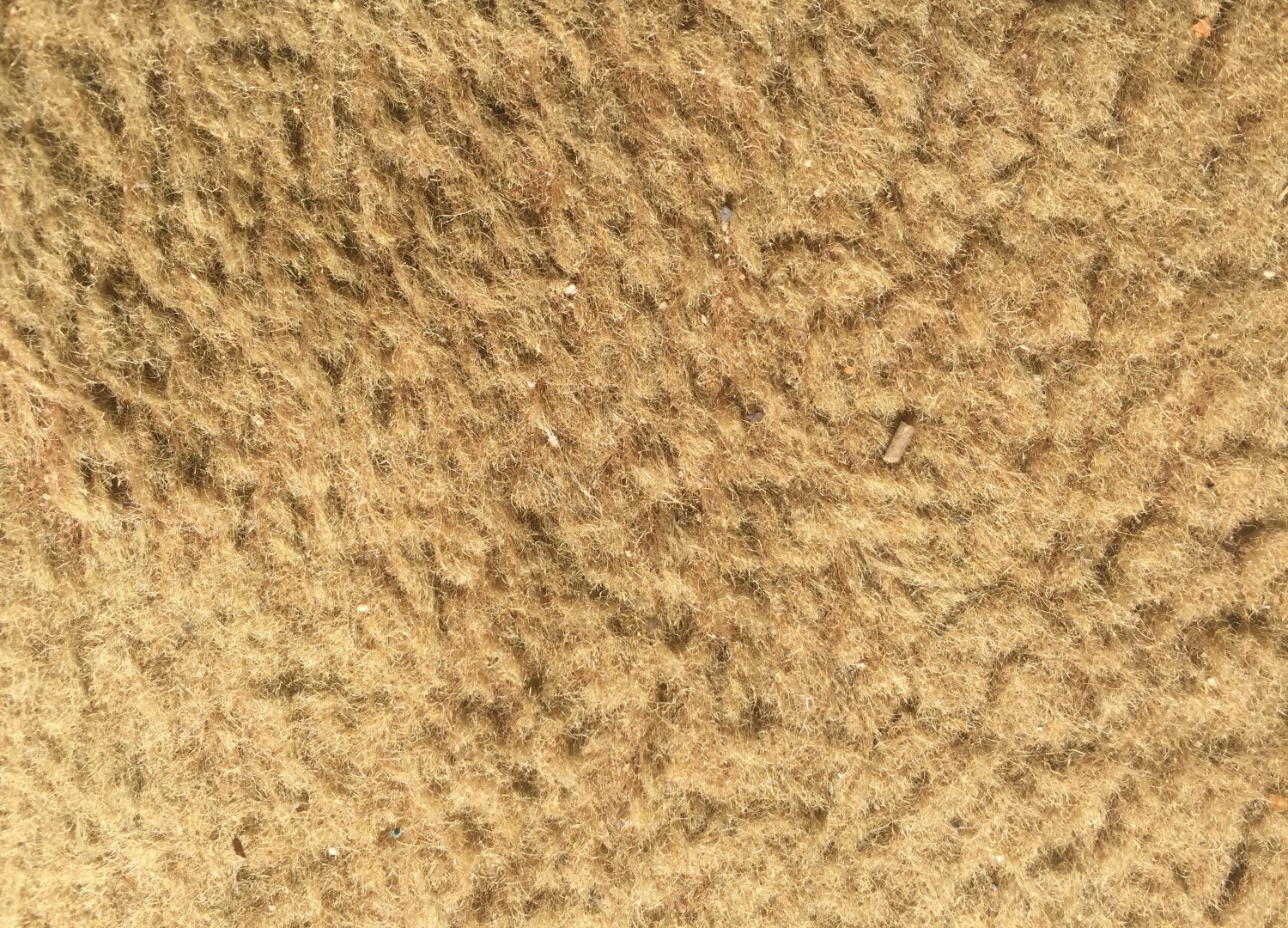 Dirty light brown shag Carpet | Free Textures