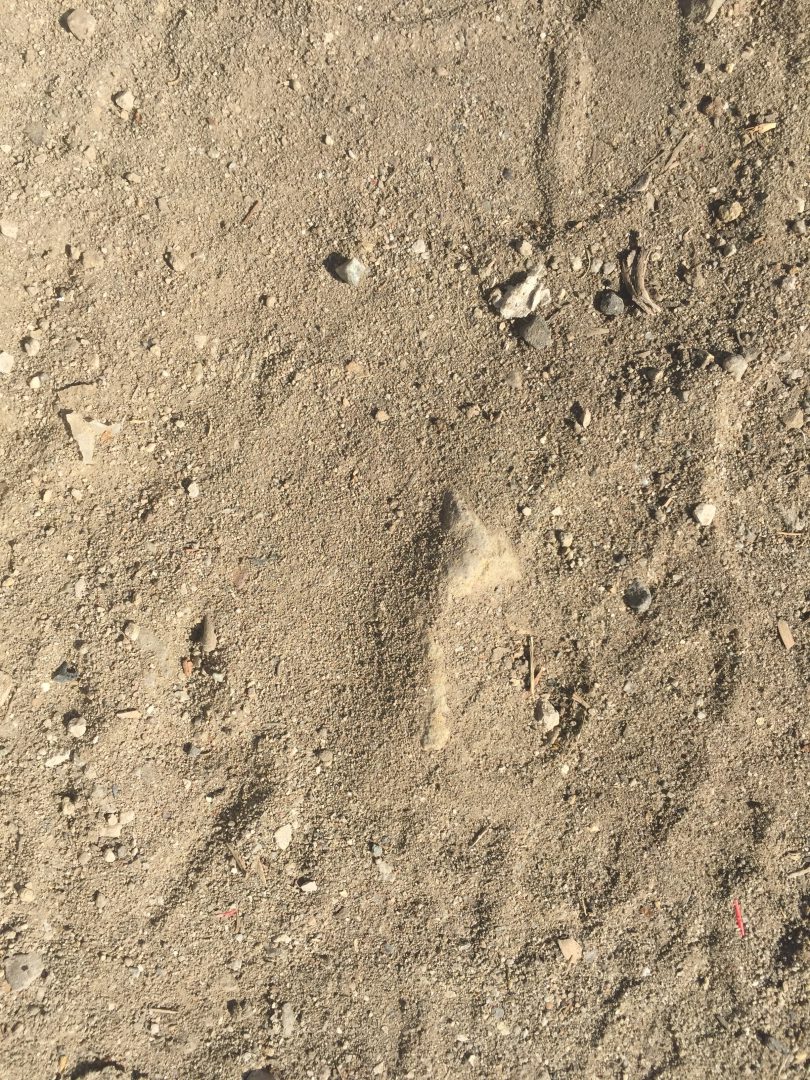 Smooth composite rock with small rocks throughout | Free Textures