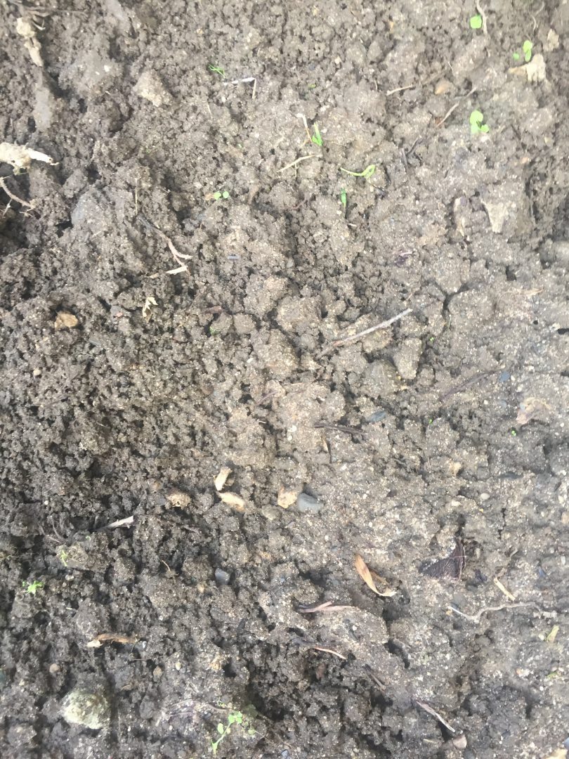 Dark brown earth specs of dried foliage | Free Textures