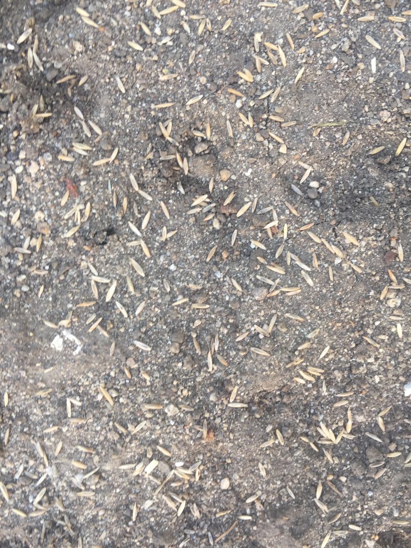 Light brown earth gravel & plant matter | Free Textures