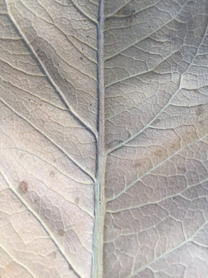 Light brown dead leaf extreme close up | Free Textures