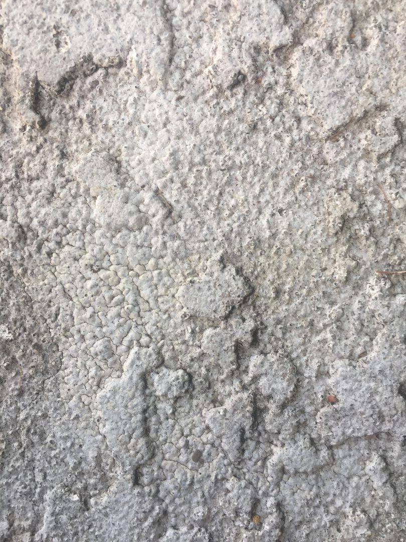 Off white dirty stucco wall with rough texture | Free Textures