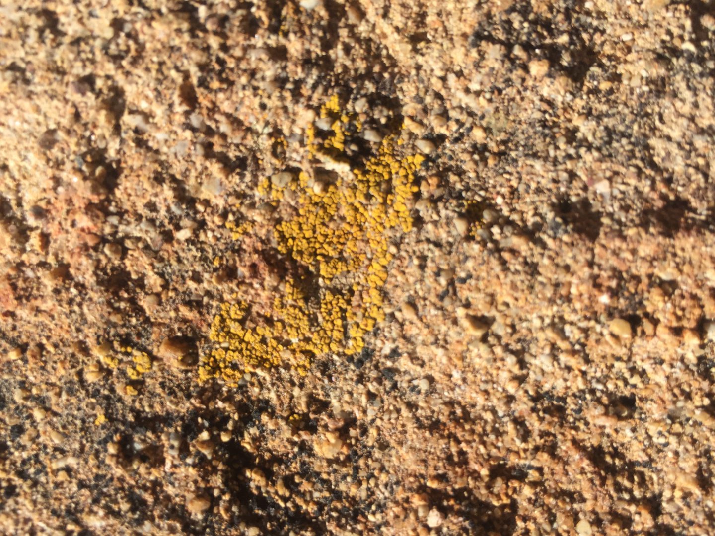 Close up of bumpy pink rock stock texture | Free Textures