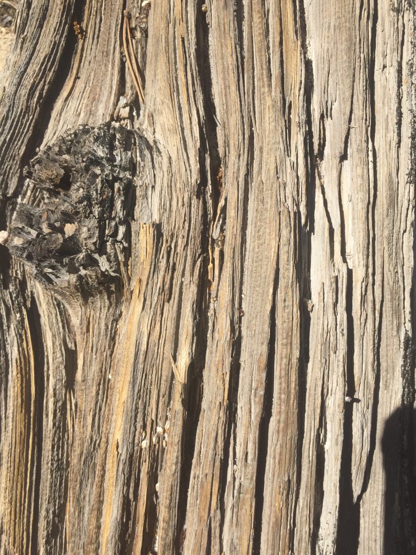 Twisted dead log with long vertical lines | Free Textures