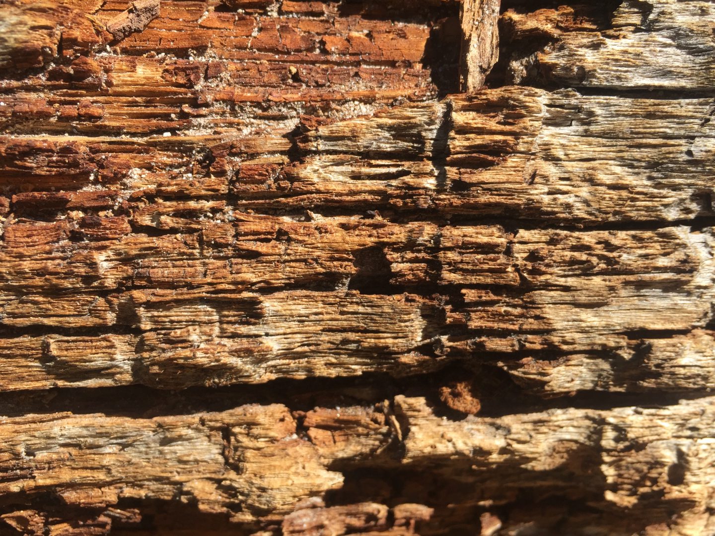 Dead crumbling wood with distinct grain | Free Textures