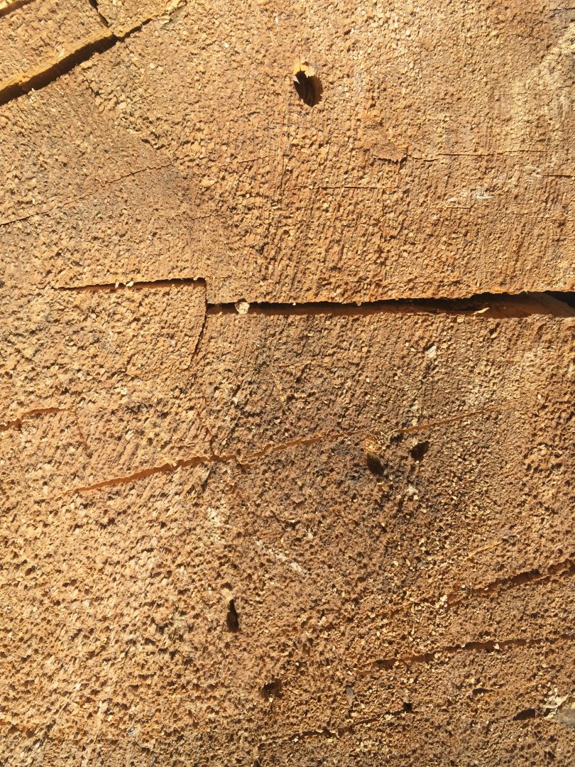 Freshly cut light brown log stock image | Free Textures