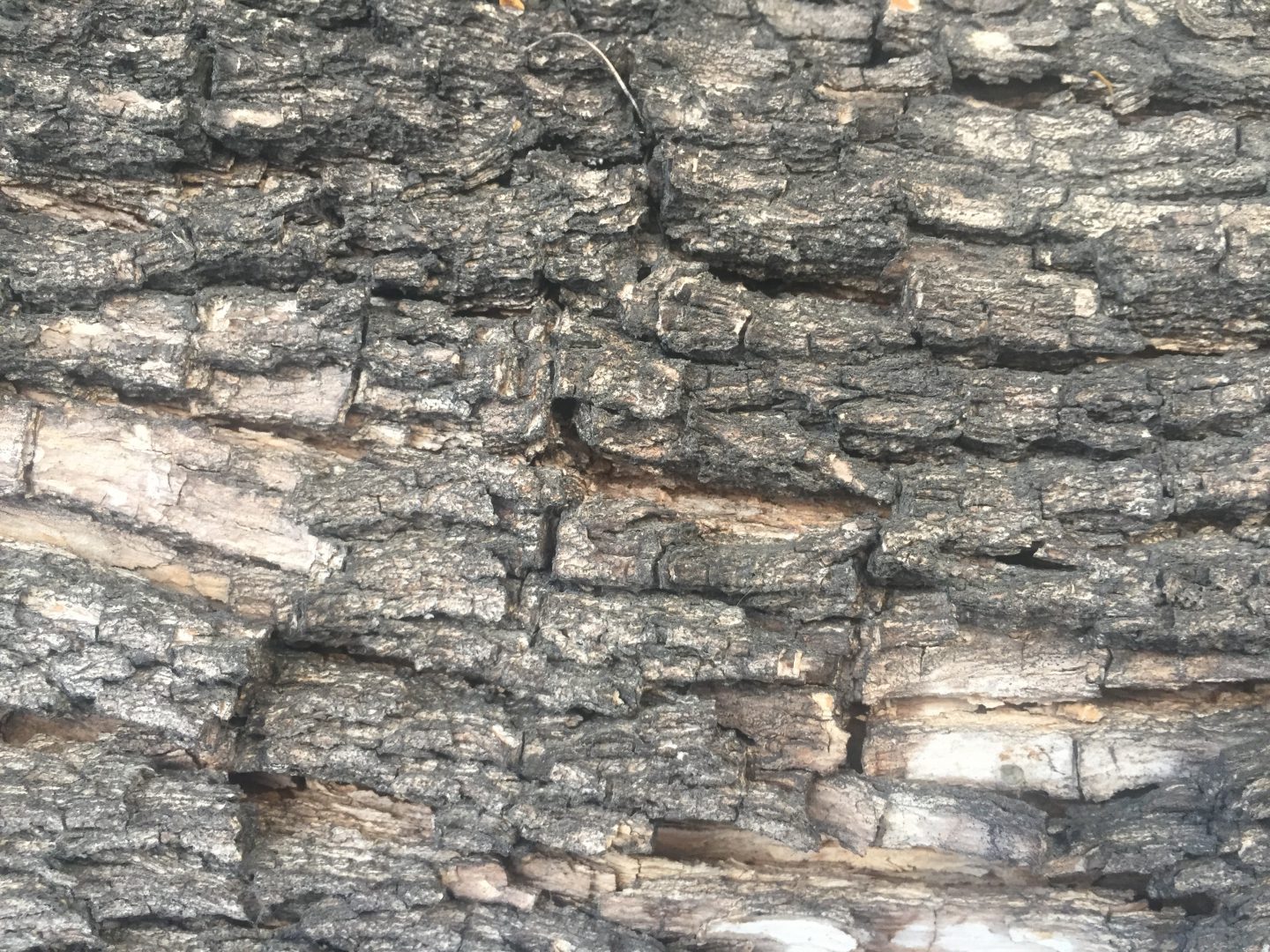 Blackish tree bark with chunks missing revealing light brown | Free ...