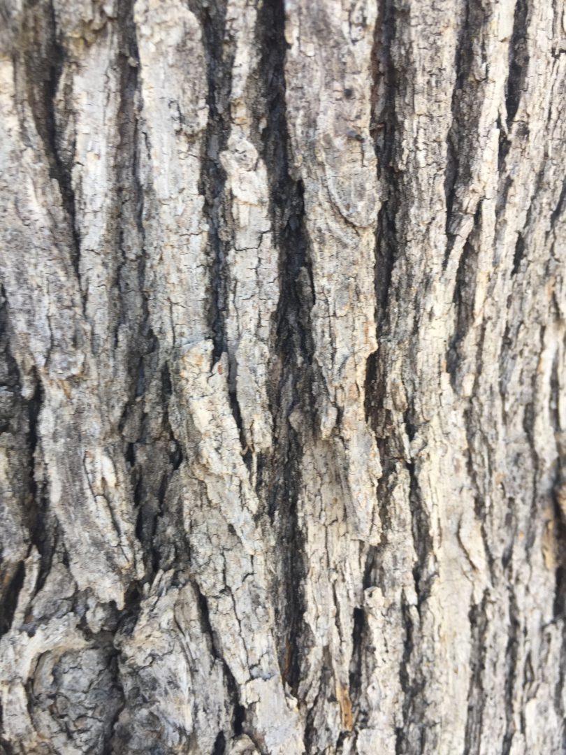 Light brown vertical tree bark stock photo | Free Textures