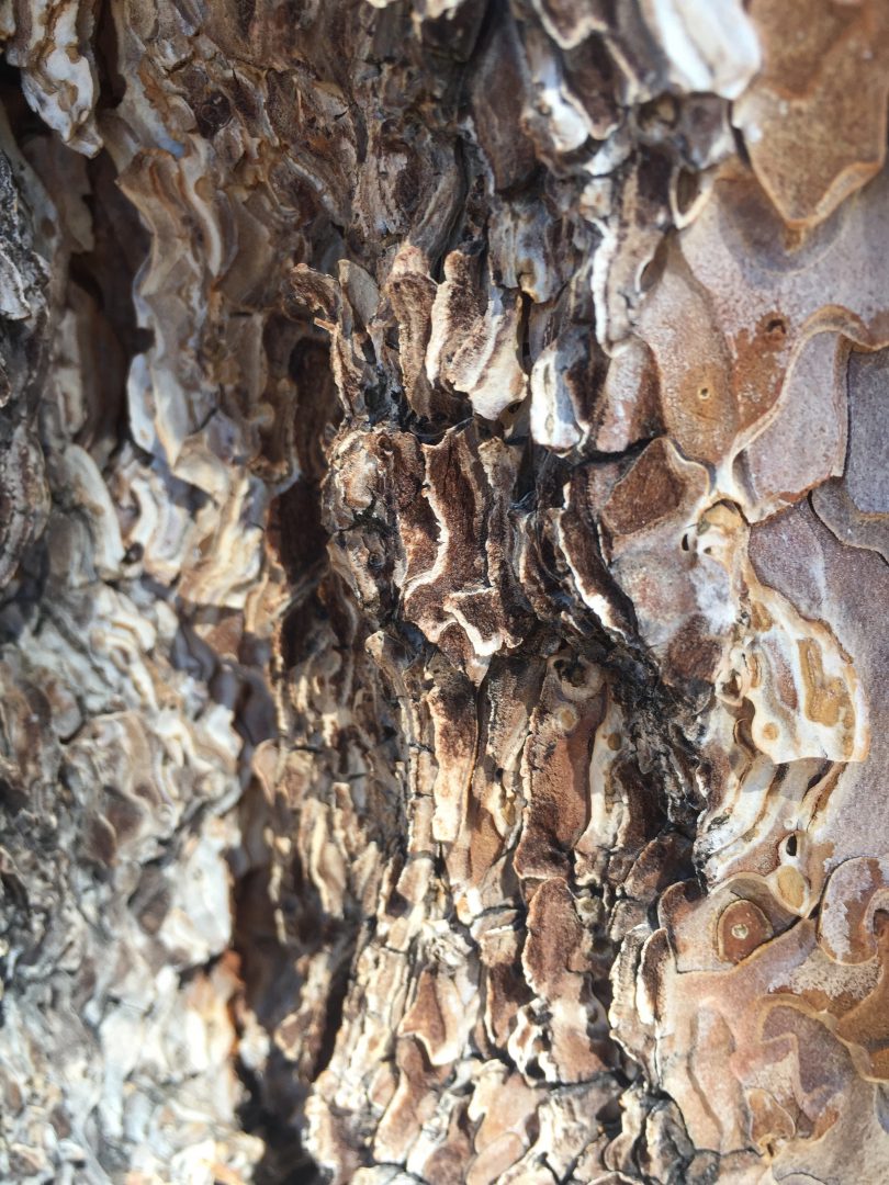Layers of light brown thin tree bark | Free Textures