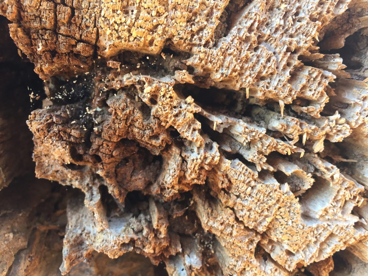 Close up of dead wood in forest | Free Textures