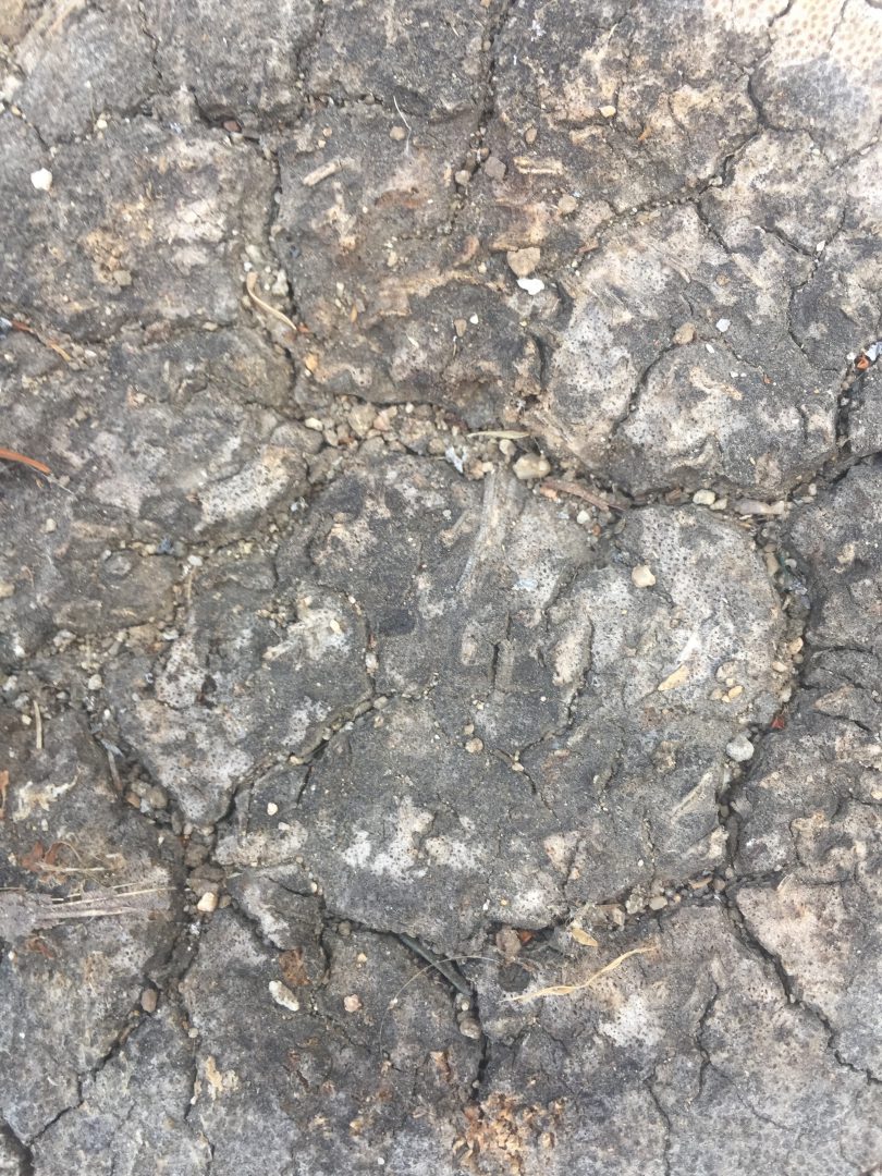 Cracked Earth/Ground Texture | Free Textures