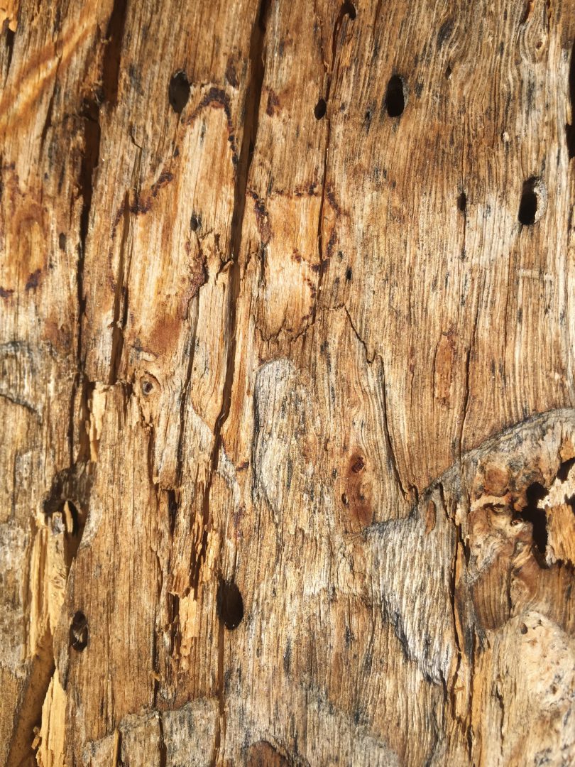 Stock Tree Wood Bark Texture 00028 | Free Textures