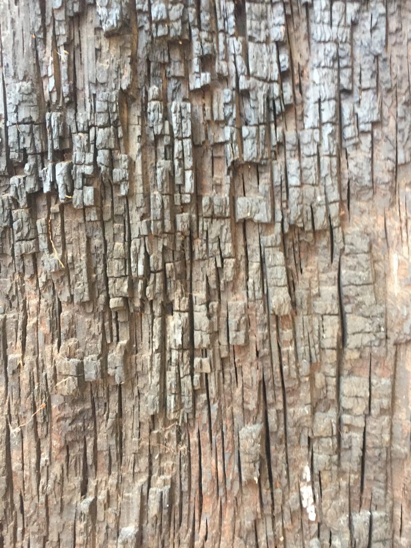 Chiseled lines of bark running vertically | Free Textures