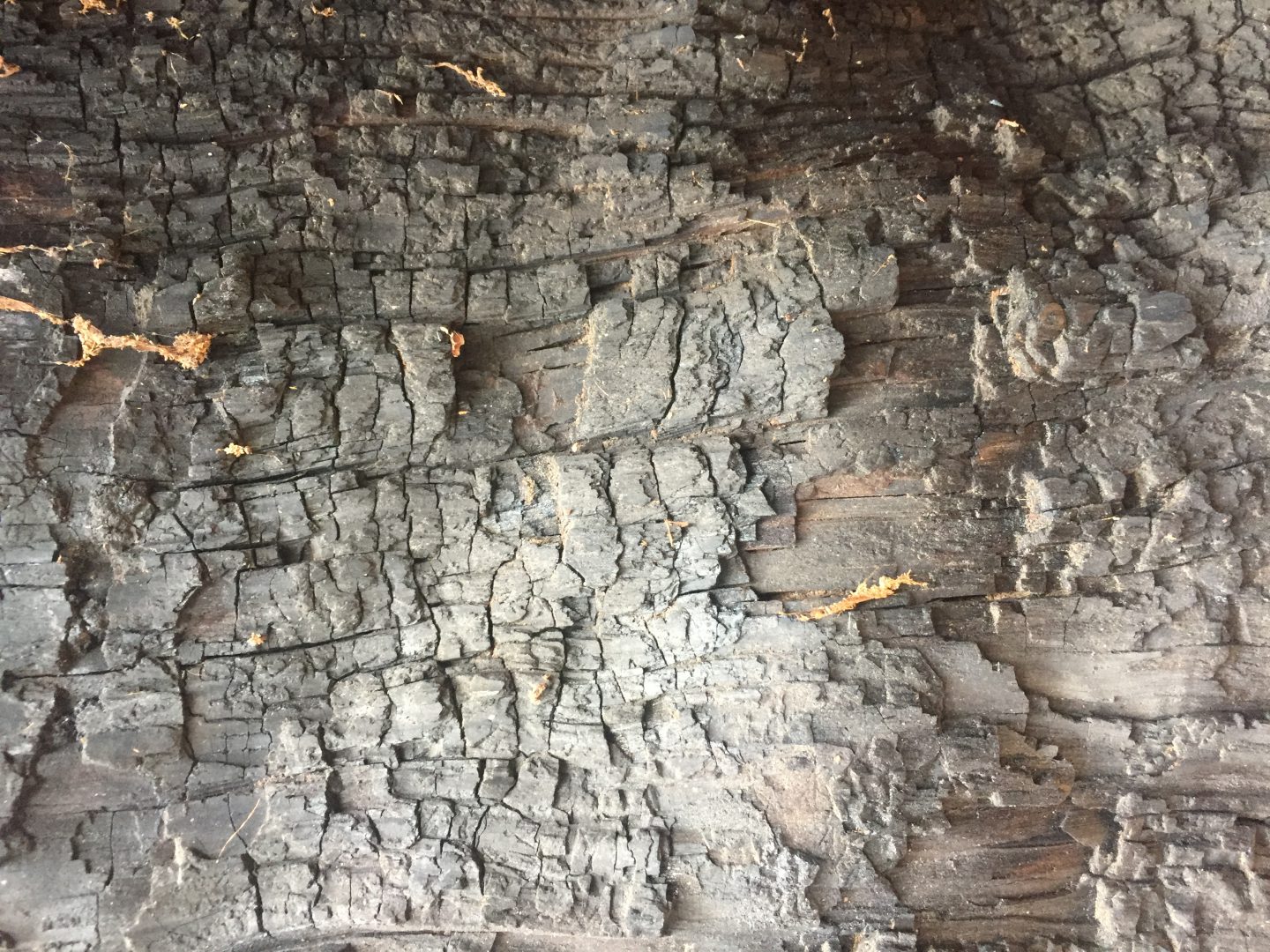 Cracked and charred dead tree texture | Free Textures