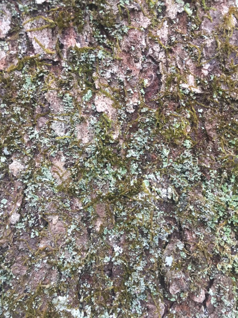 Tree bark with moss and mold growing | Free Textures