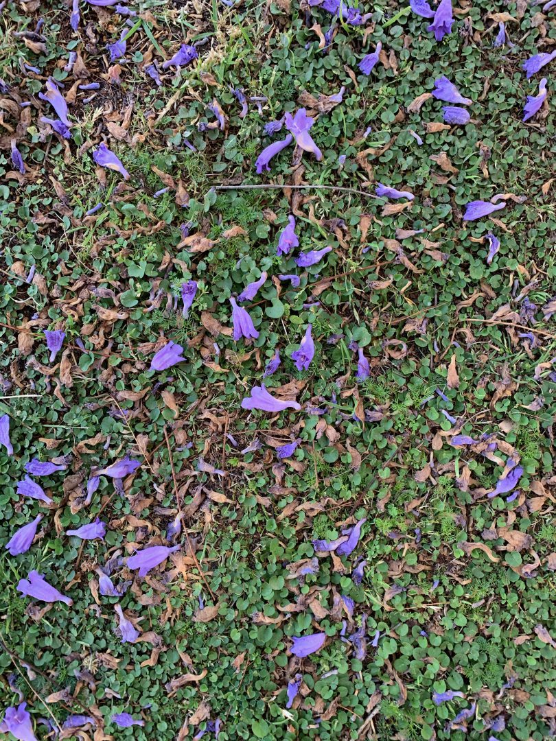 Purple flower petals covering lawn | Free Textures