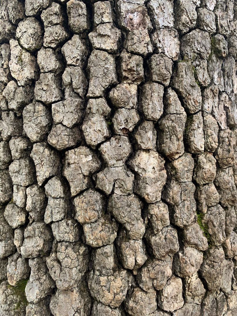 Tree bark with deep groves and cracks with light brown surface | Free ...
