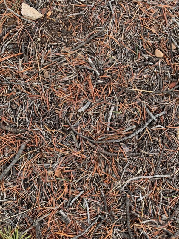 everytexture.com-stock-nature-brush-texture-00022 | Free Textures