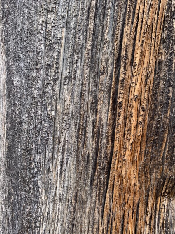 everytexture.com-stock-wood-texture-00203 | Free Textures