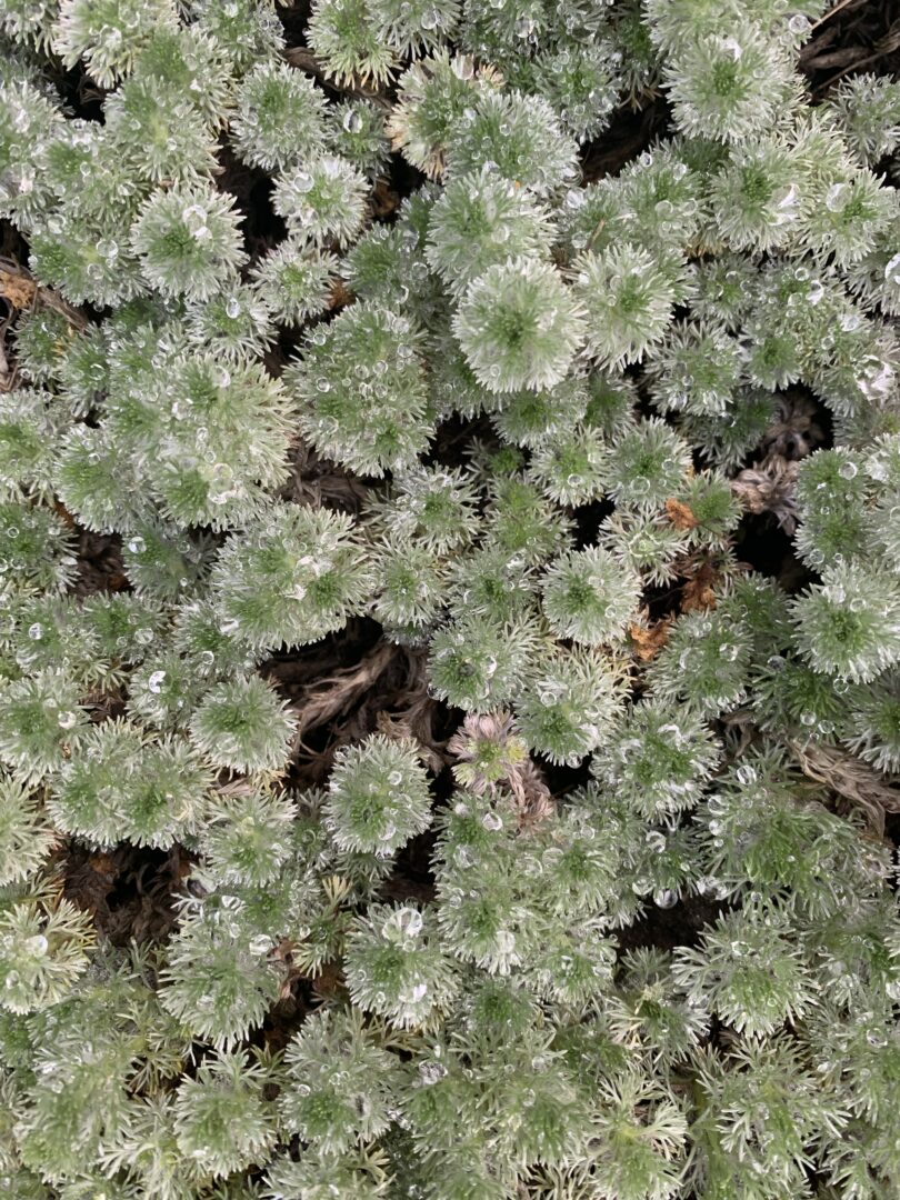 everytexture.com-stock-nature-00018 | Free Textures