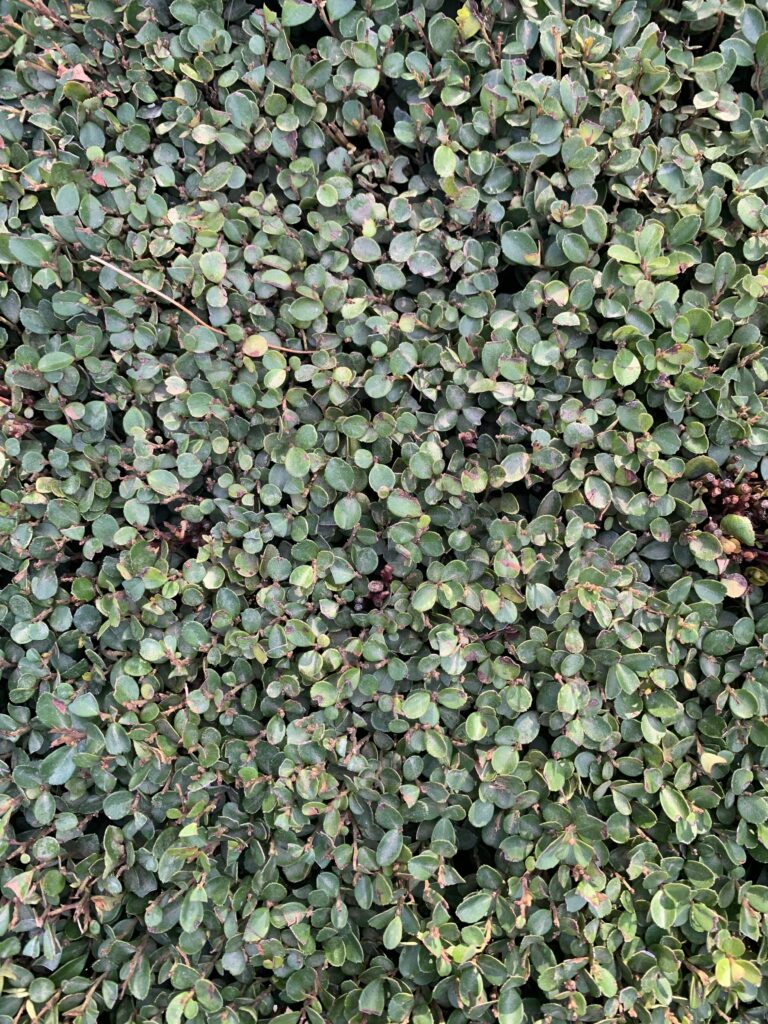 everytexture.com-stock-nature-00019 | Free Textures