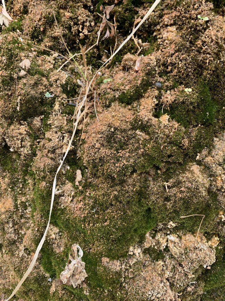 everytexture.com-stock-nature-00021 | Free Textures